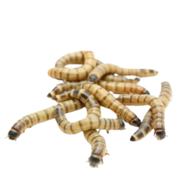 Live Superworm Gut Loaded Large (1.5"-2") – LIVEINSECT.COM